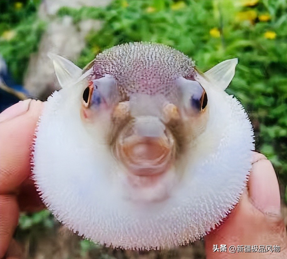 Tour Yangzhou: Pufferfish - iNEWS