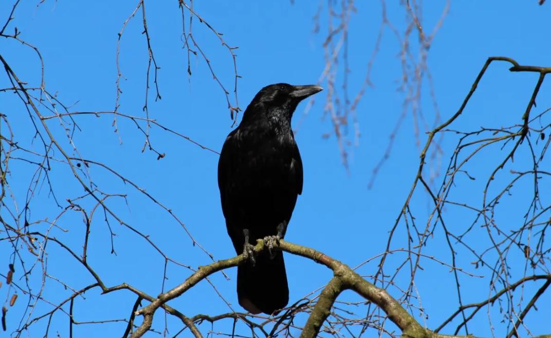 From the divine bird to the ominous bird, how much has the crow ...