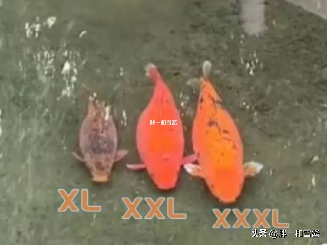 3 fat koi go out in a group?The unknown side of Baotu Spring, Zeng Gong ...
