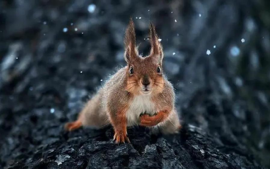 animal predation behavior - iNEWS