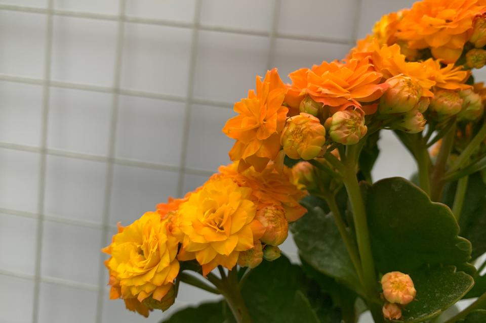 "Simba" longevity flower, yellow series, double-flowered rose-leaf ...