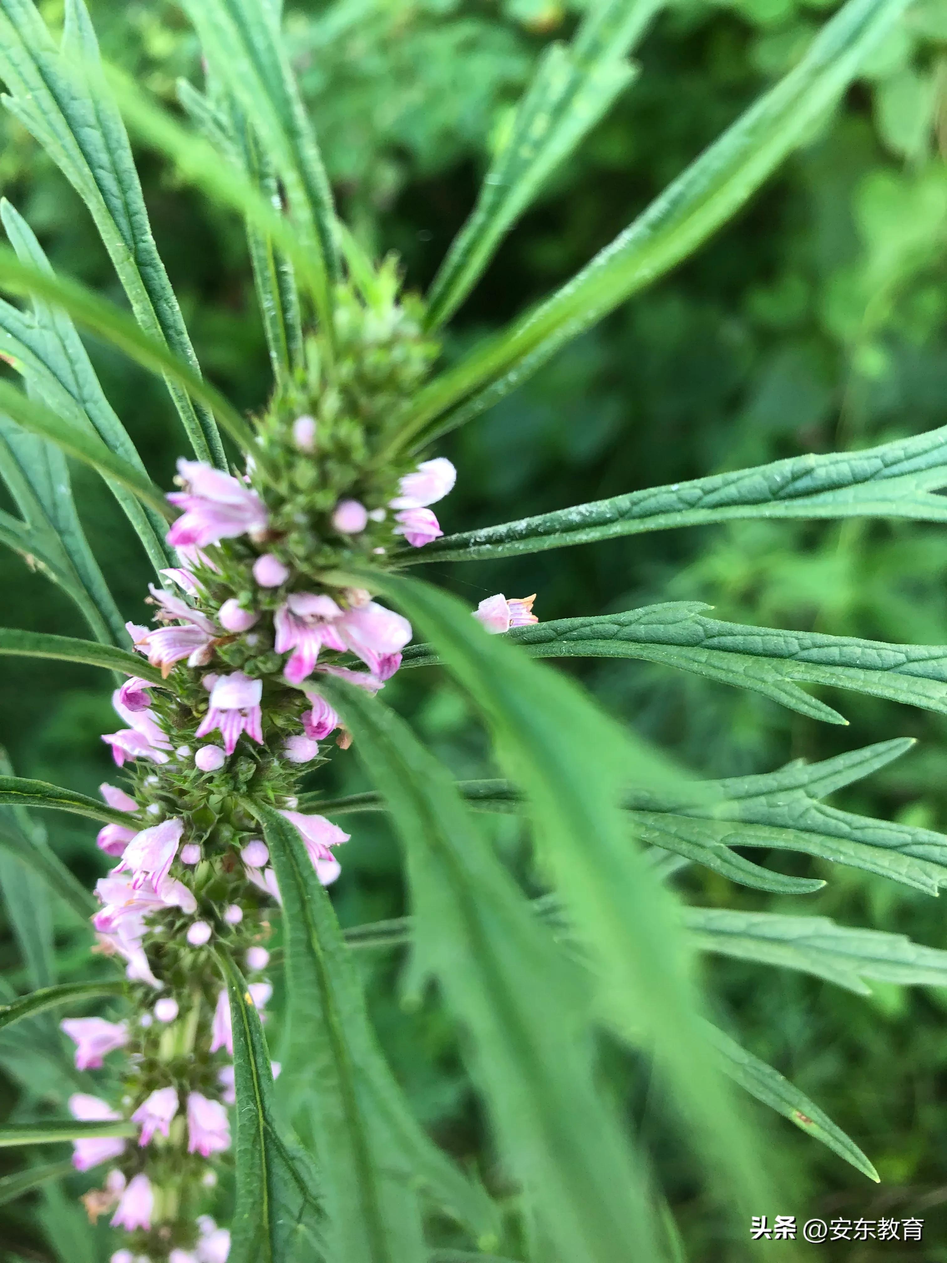 Chi (Zàn) dish, also called Baihua Motherwort paste, more beautiful ...