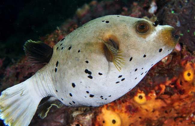 The Biological Habits of Puffer Fish in Ponds and Their Scientific ...