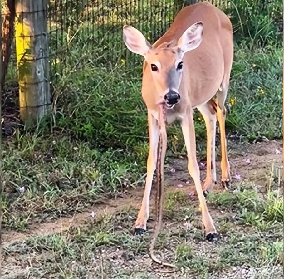 Deer eat snakes in the United States! Vegetarian Animals Eating Meat ...
