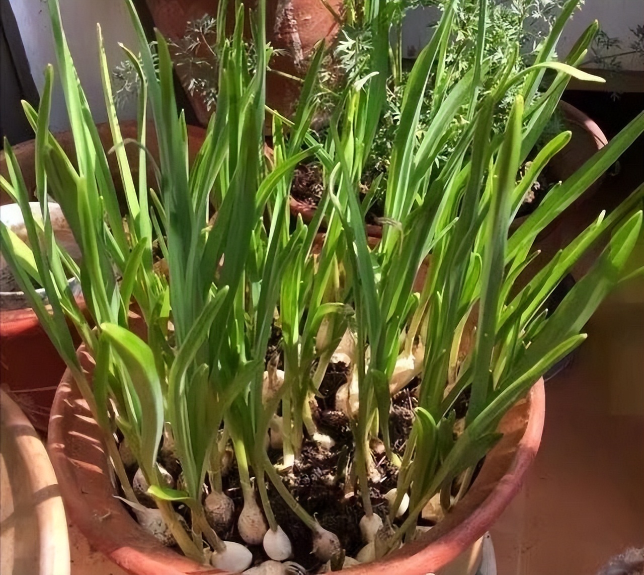 The "4 kinds of vegetables" are very easy to grow. They are planted on ...