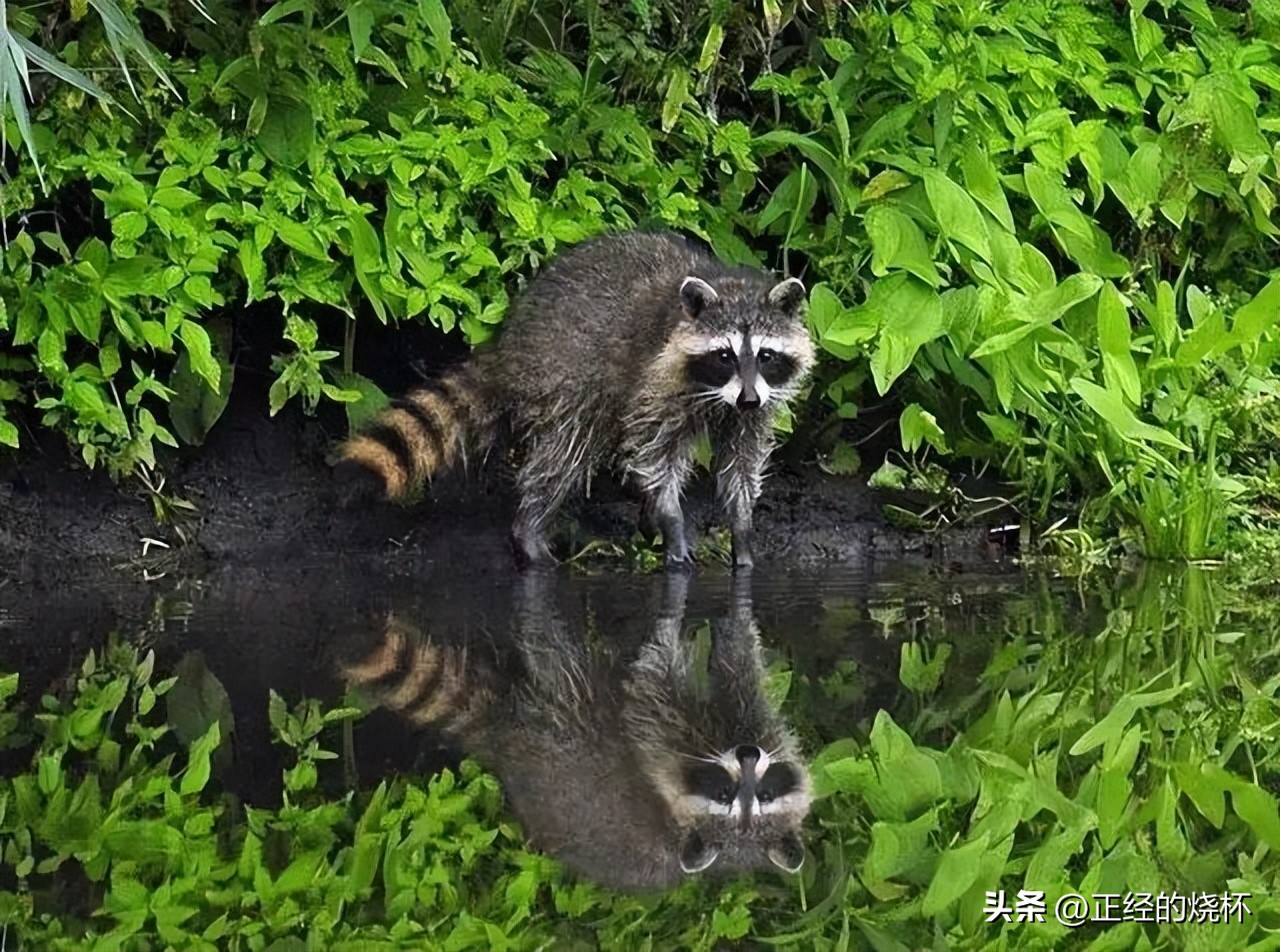 Raccoons are small mammals, where do they live? What are the ...