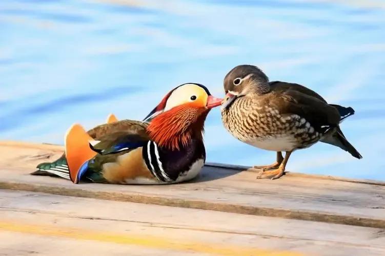 Mandarin Duck Fu (Original) - iNEWS