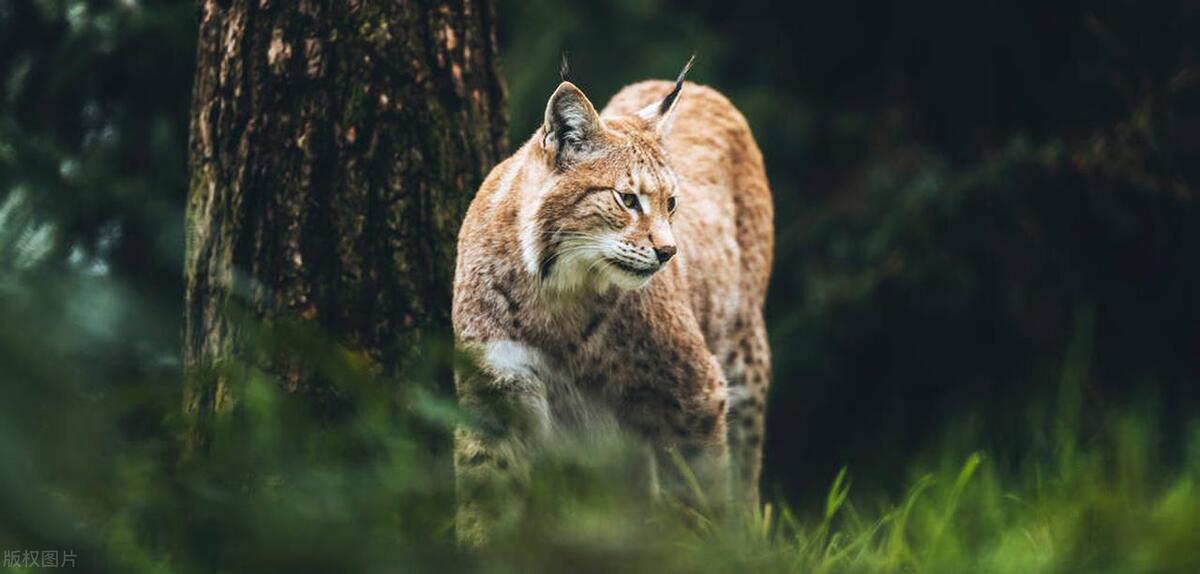 Lynx: From a hunter on the grassland to a wise general in the forest ...