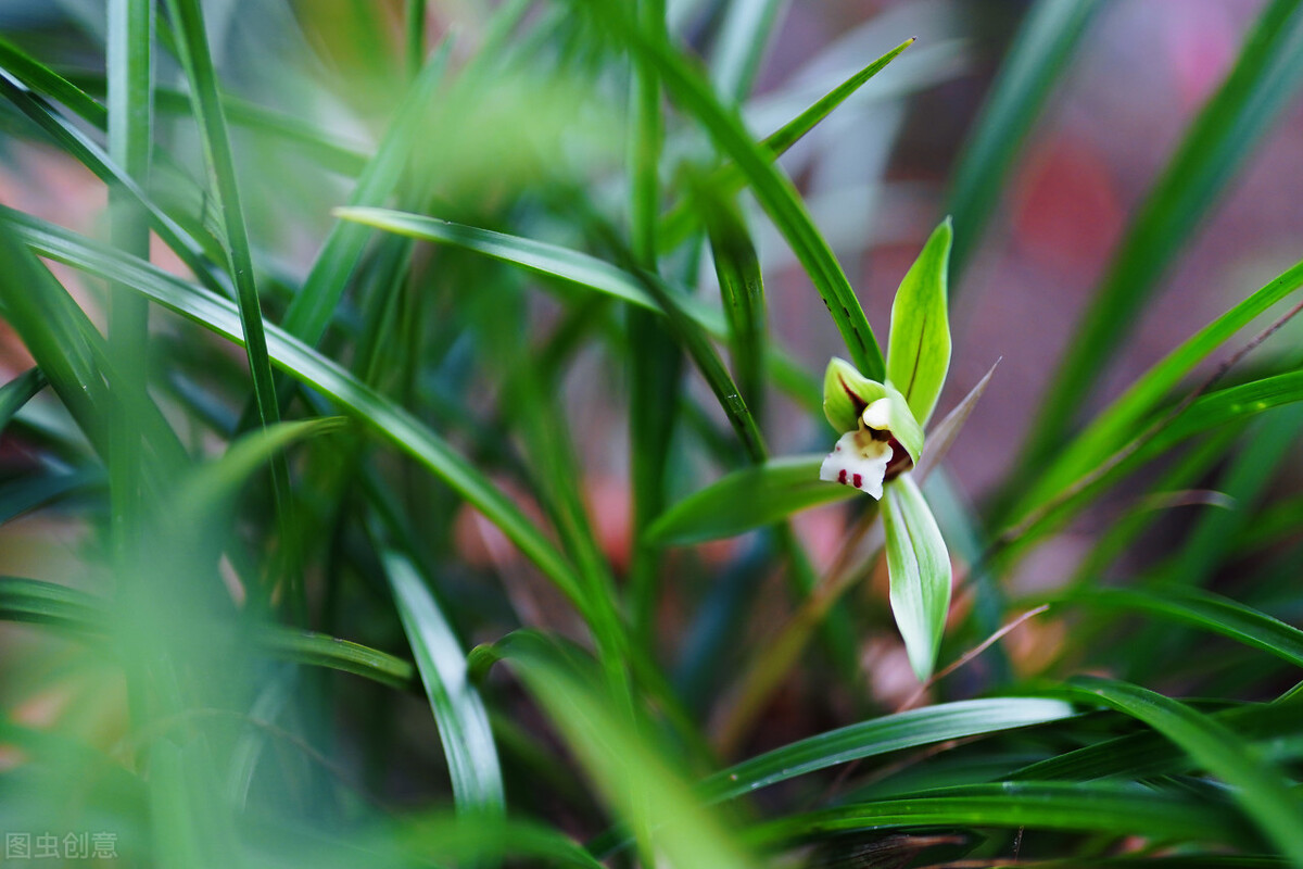 Six Songs of Yuefu Poems - iNEWS