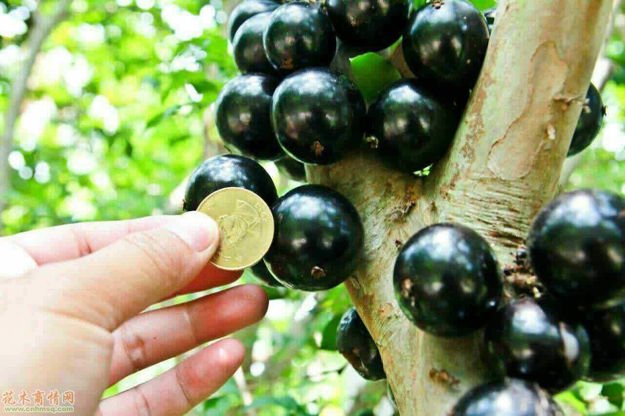 The taste is unique, sweet and juicy - Garbo fruit - iNEWS