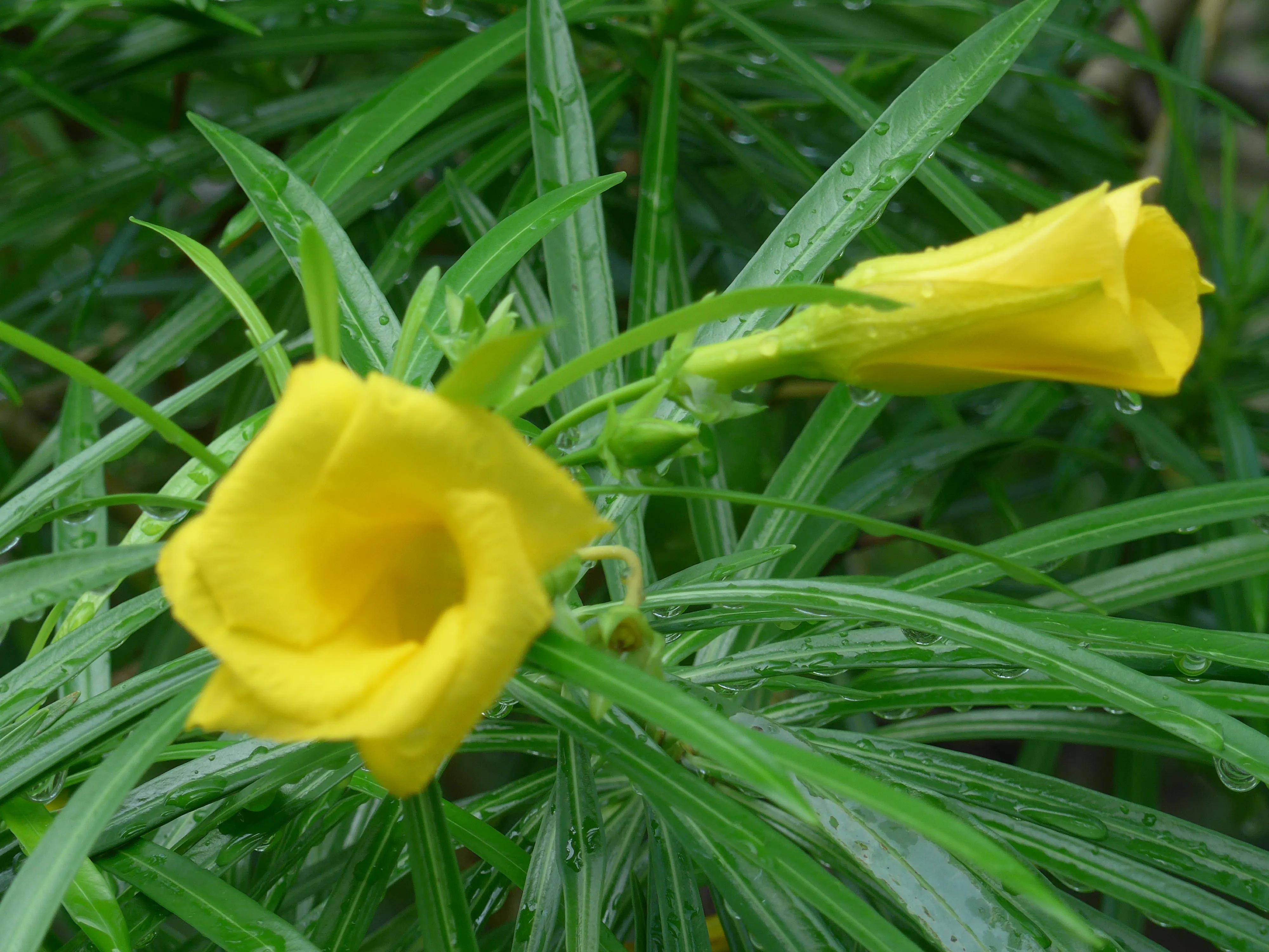 Yellow flower oleander after rain - iNEWS