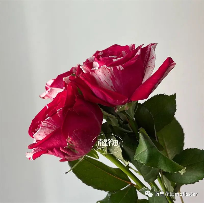 Aquarius Rose Accent Spot - iNEWS