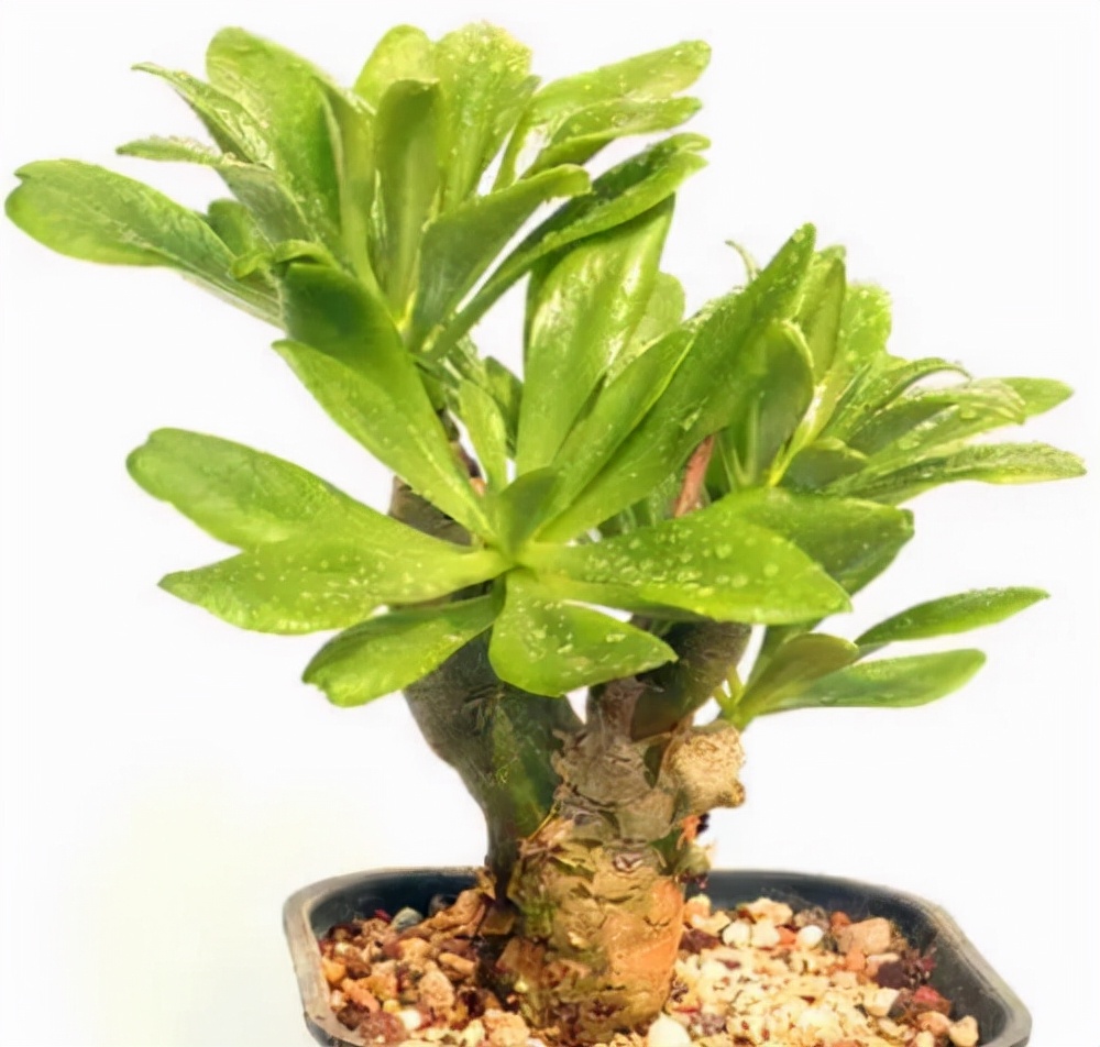 Succulent varieties: Bright, Efang Gong, Peach Egg, Avocado Cheese ...