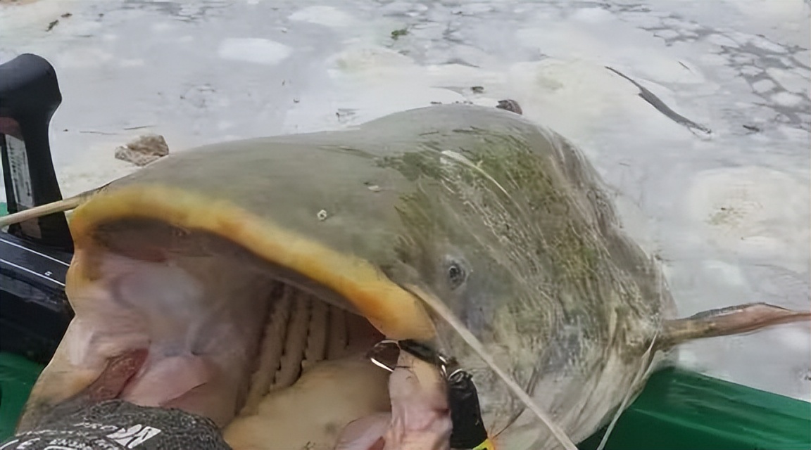 The Ganges man-eating catfish is extremely cruel, but why is it ...