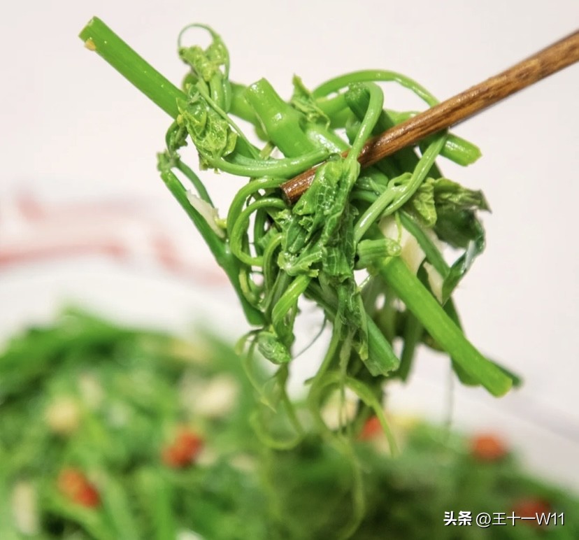 In early summer, fresh and tender melon seedlings are at the right time ...