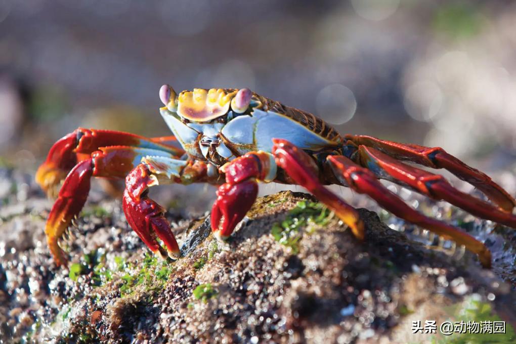Species Encyclopedia: Redstone Crab - iNEWS