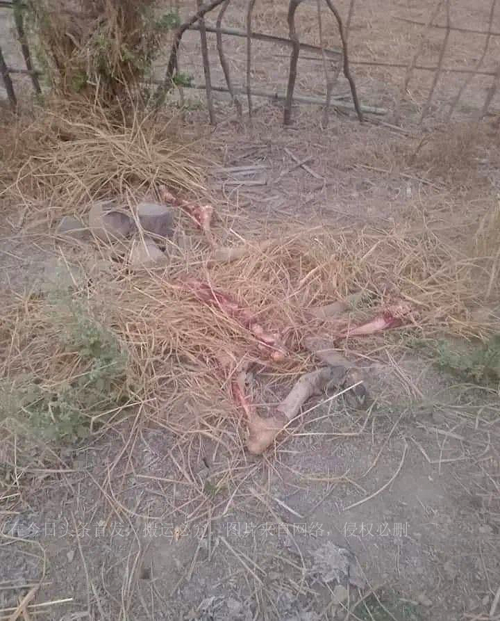 Too cruel! A farmer in Myanmar had his cattle cut alive by thieves ...