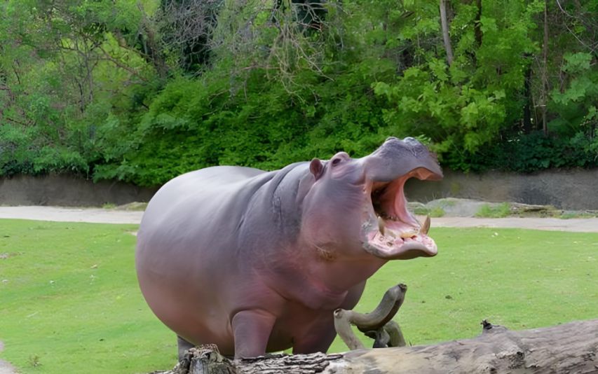 How terrible is hippo poop? Thousands of fish are suffocated to death ...