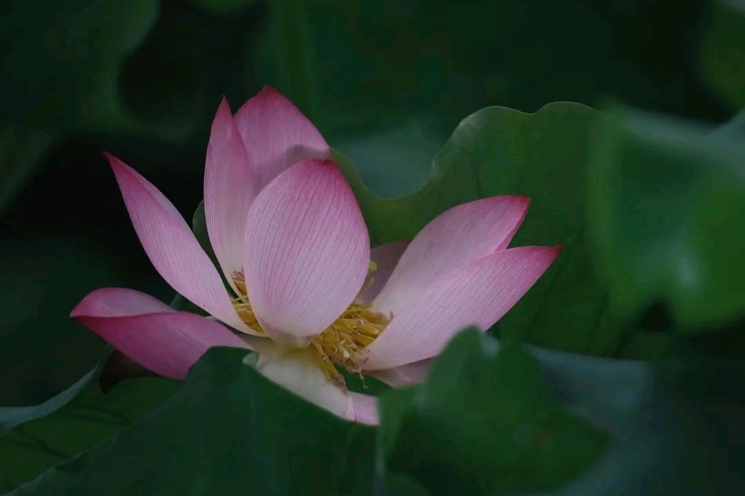 "Prose" time to cook tea, happy with the peace - iNEWS