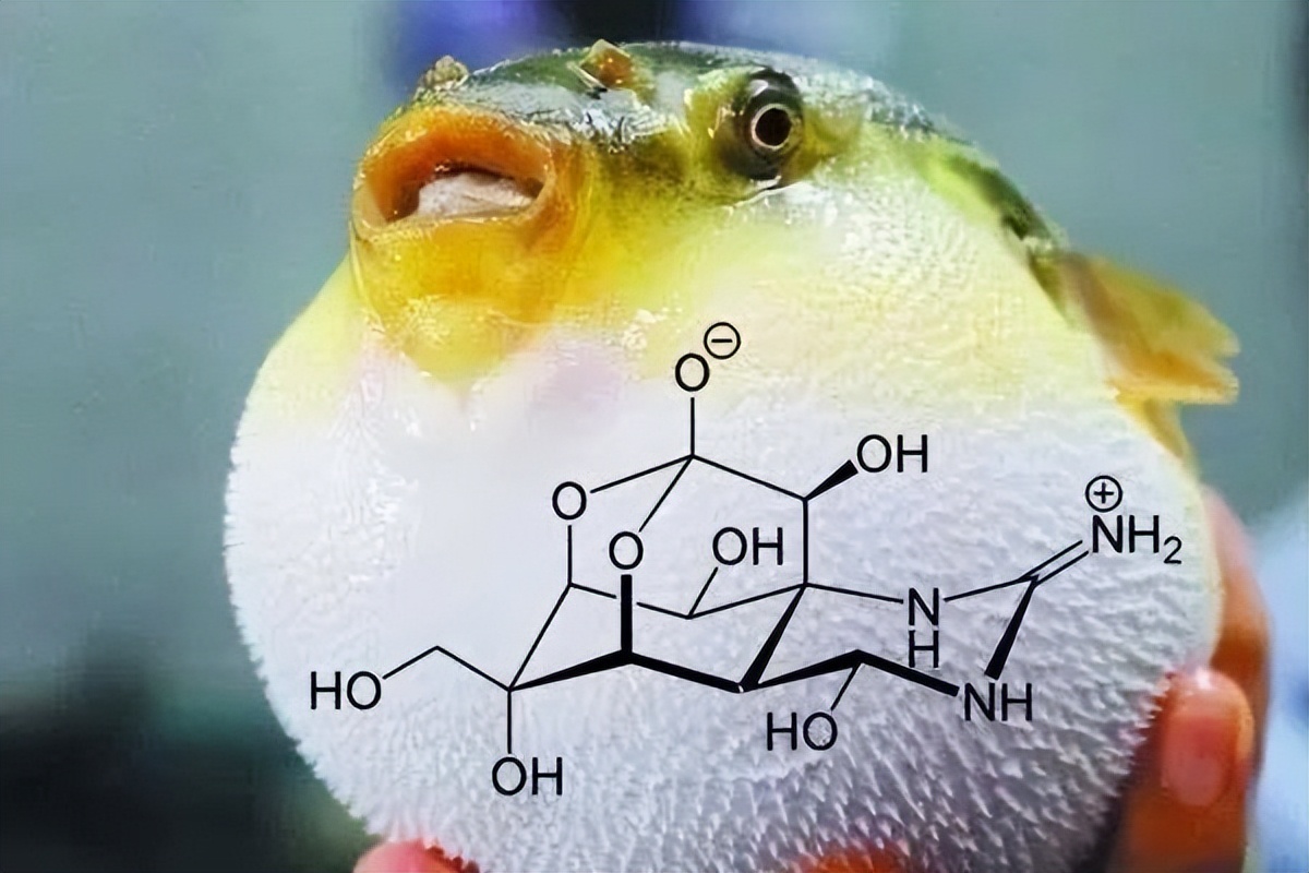 What is the "Haiti Zombie Incident"?Are there really zombies in the ...