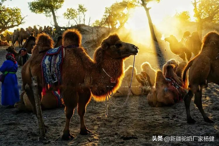 Where do camels come from? - iMedia