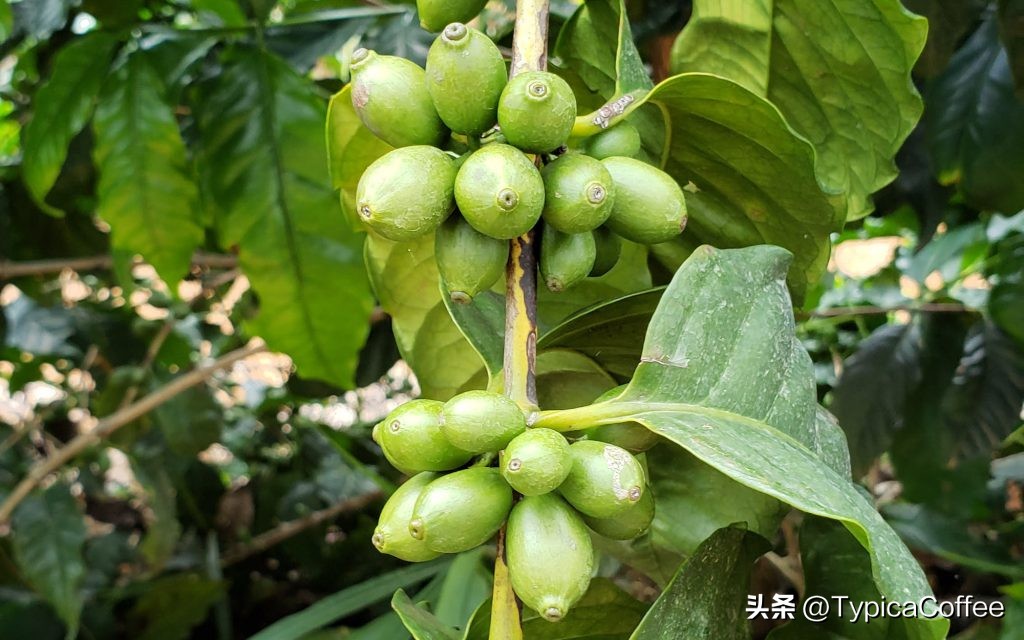 What is Maragogipe - iMedia