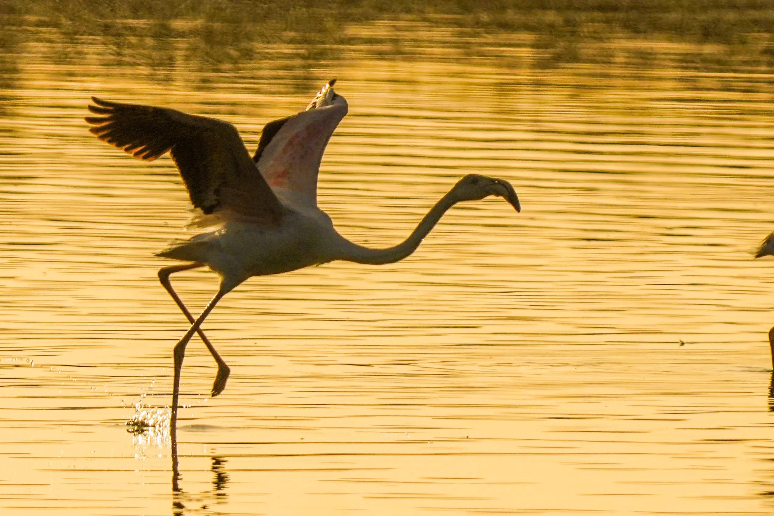 Photo Story ~ Flamingo in the Morning - iMedia