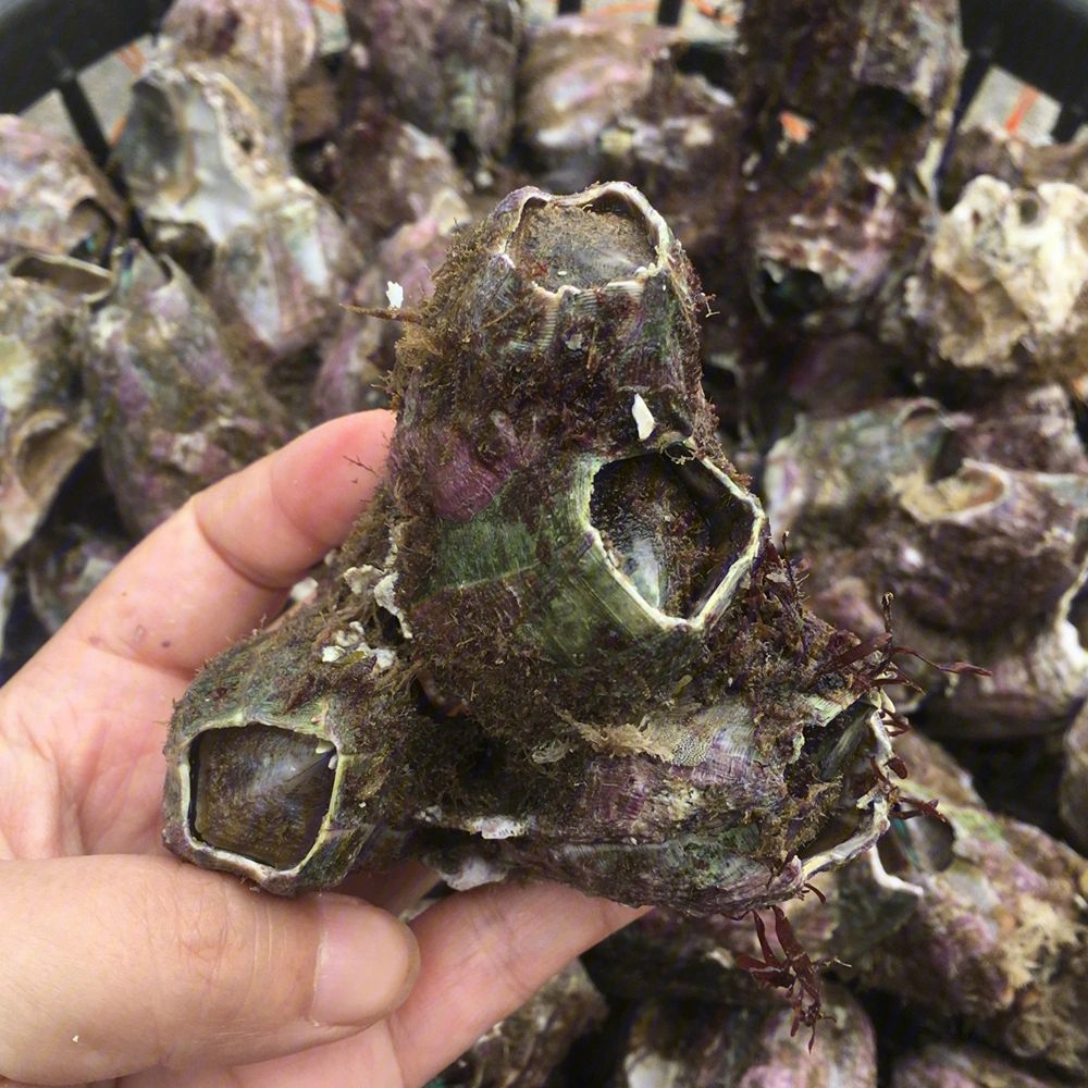 Barnacles are better than scallops? How can the barnacles attached to ...
