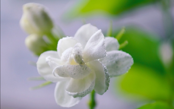 What a beautiful jasmine, fifteen of the most beautiful jasmine poems ...