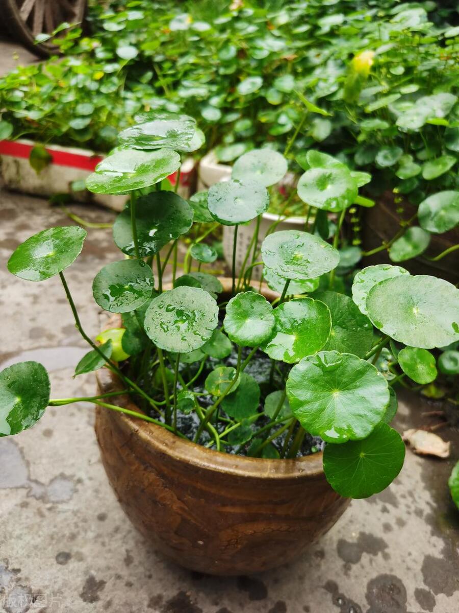 Copper money grass is so easy to grow, can it live if you pick a leaf ...
