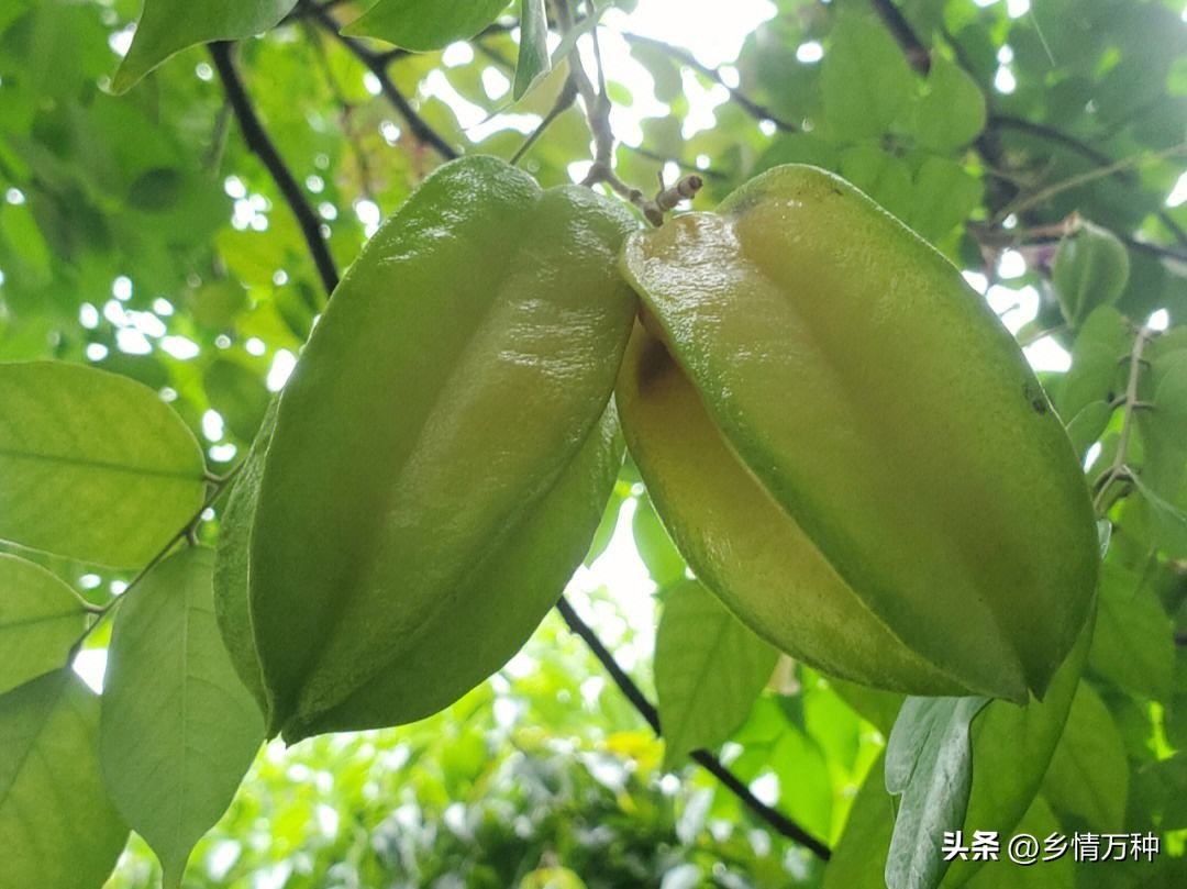 King of Fruits: Discover the world's most exotic and rare fruit ...