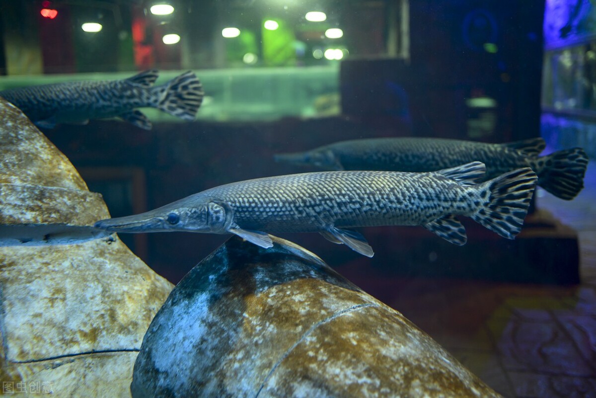 How hateful are alligator gars?Are alligator gar edible?Are alligator ...