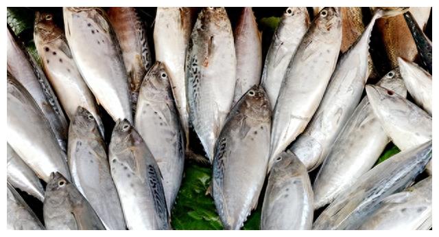 An underrated freshwater fish! Three kinds of freshwater fish have ...
