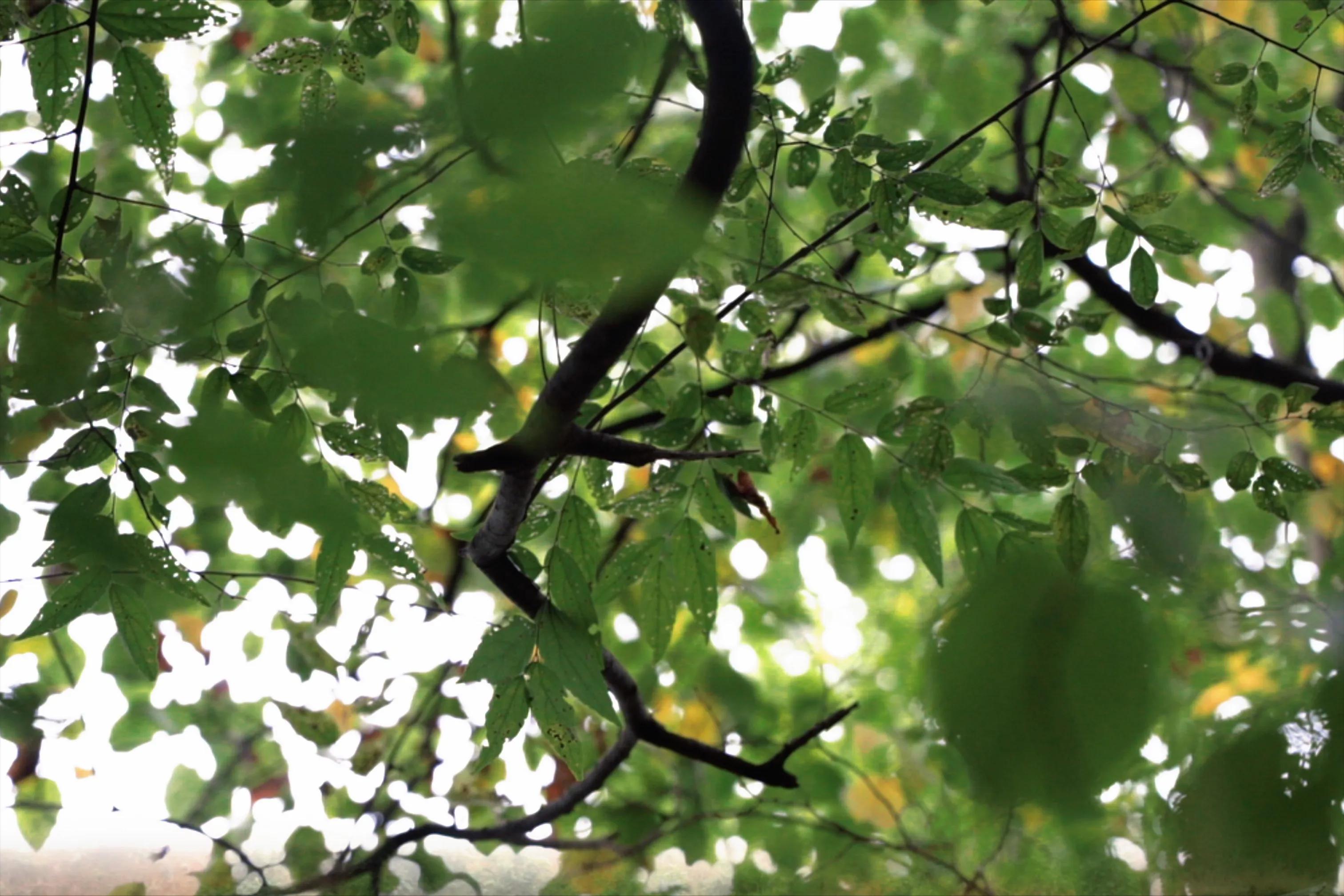 Jiafeng Mountain - Discover the beauty of Kunming#Tour around Kunming ...