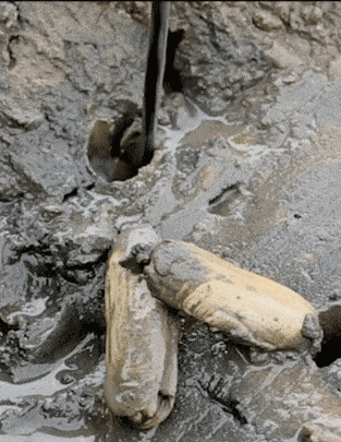 Take you to pick the ingredients~Sea clams in season - iNEWS