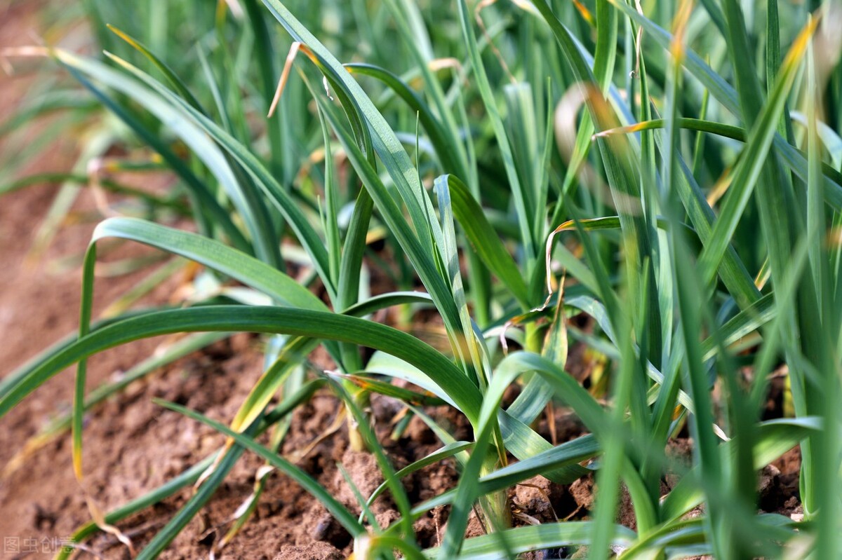 After Bailu, plant garlic seedlings as soon as possible, and the ...