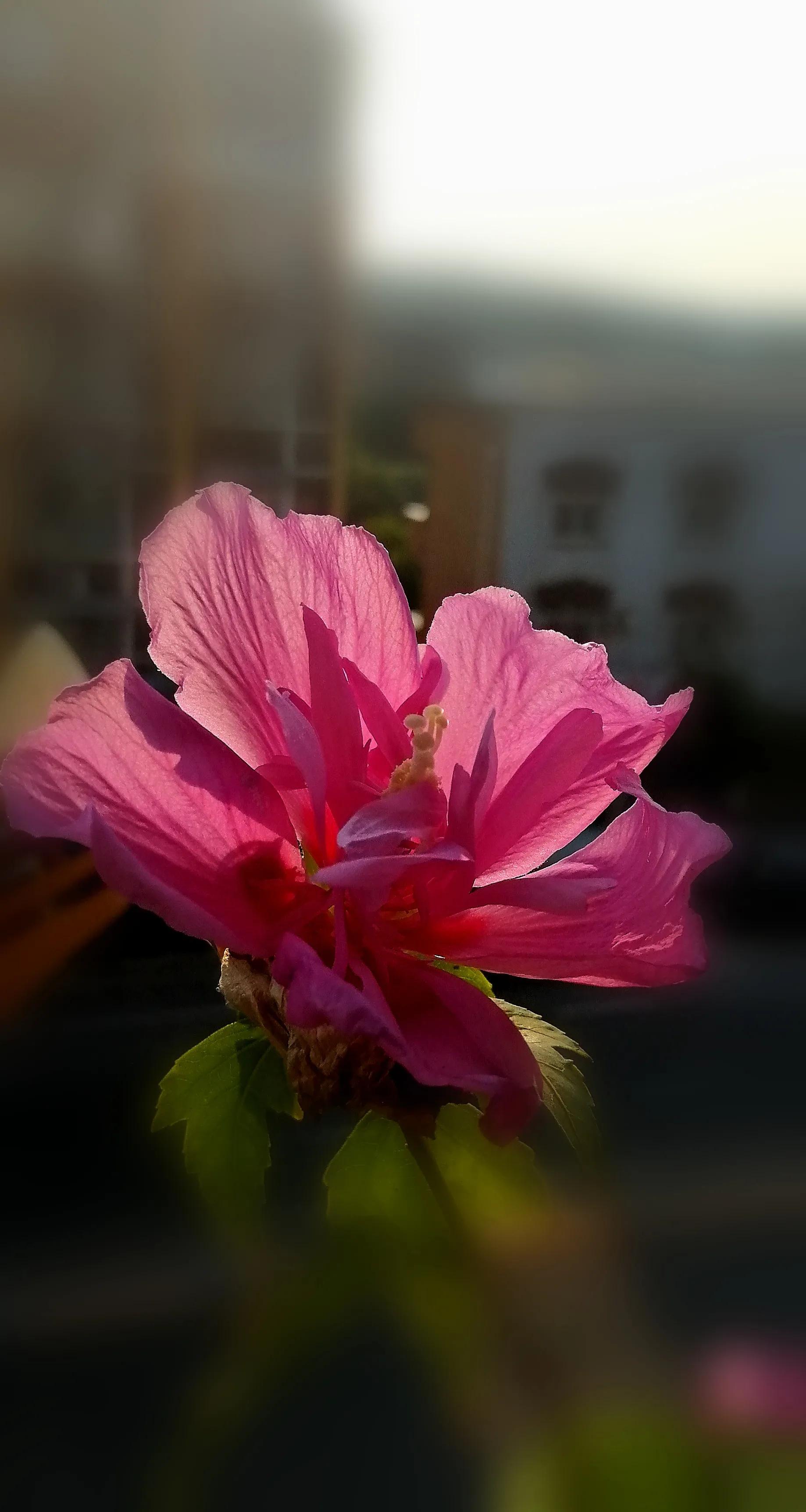 Sun Baocai's "Introduction to the Inner Strength of the Mind": The Big ...