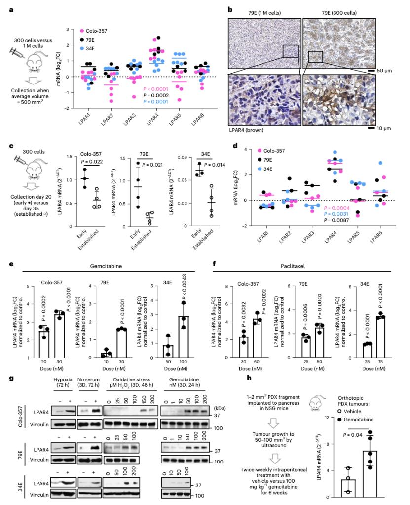Provide a new potential solution for the treatment of pancreatic cancer ...
