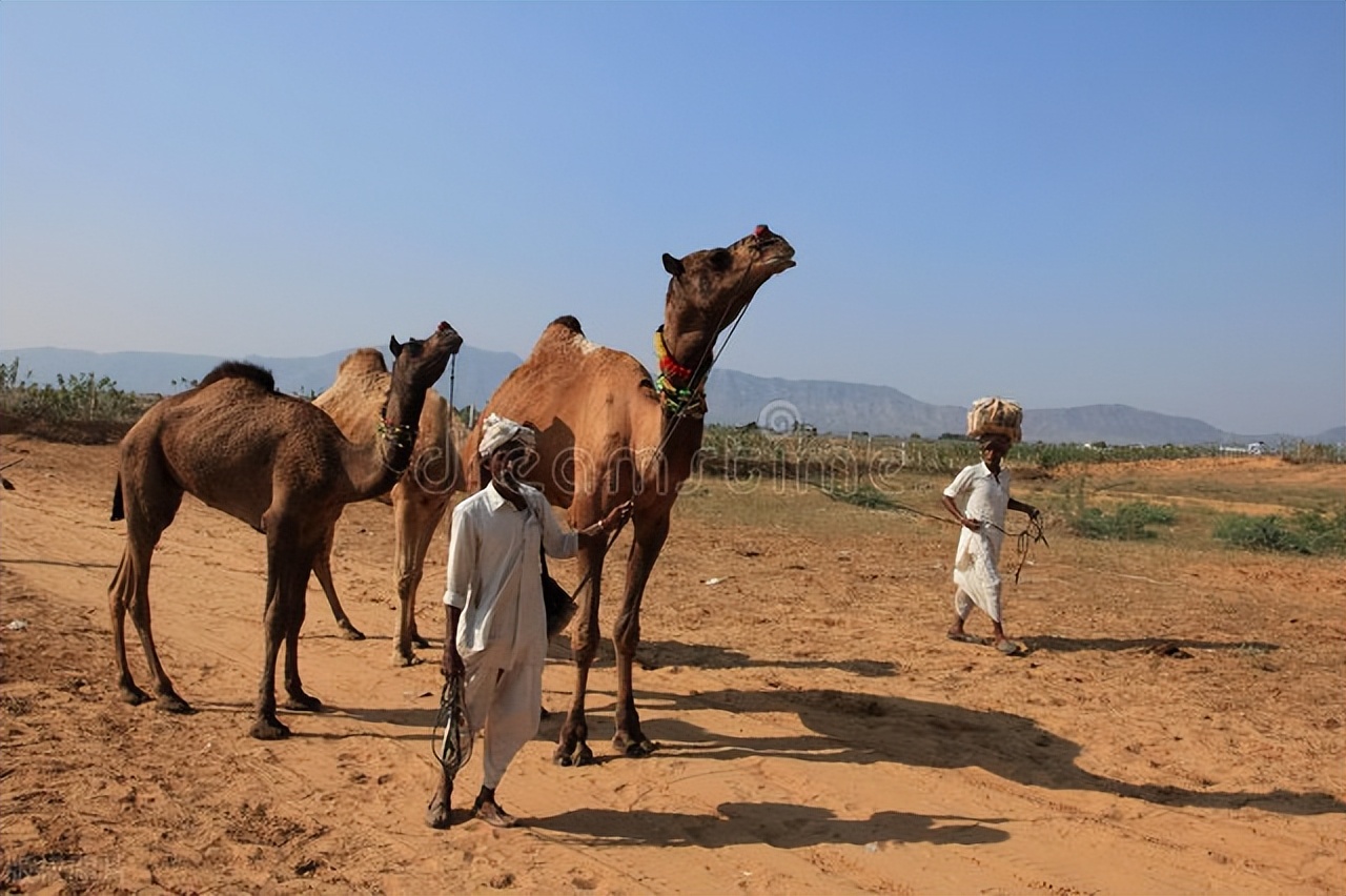 "Original" Seven Laws Desert Camel - iNEWS