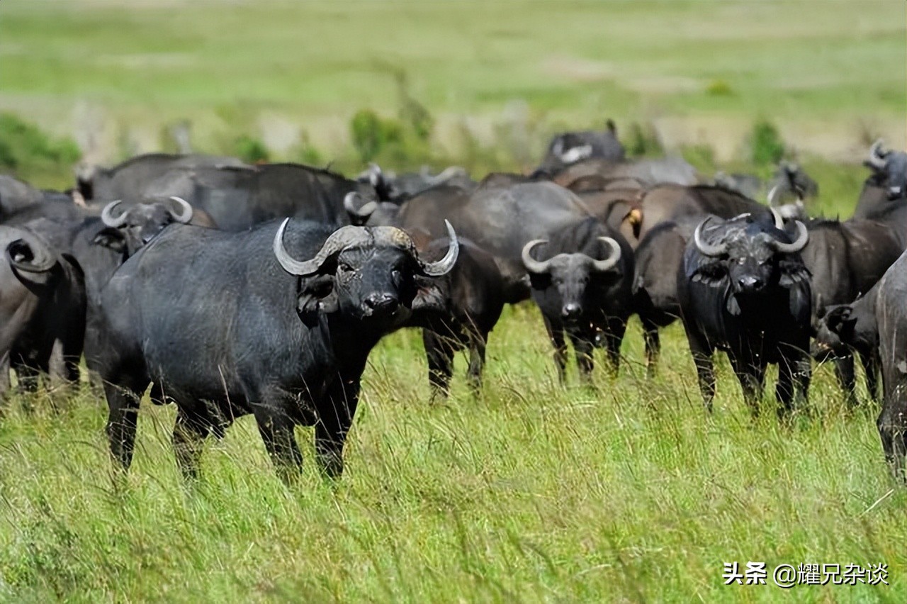 Why do animals prefer to face the cruelty of nature rather than stay in ...