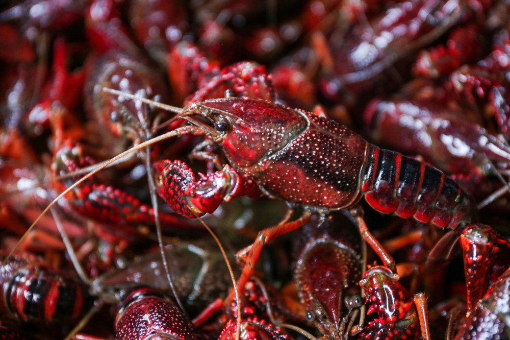 How to choose crayfish - iNEWS