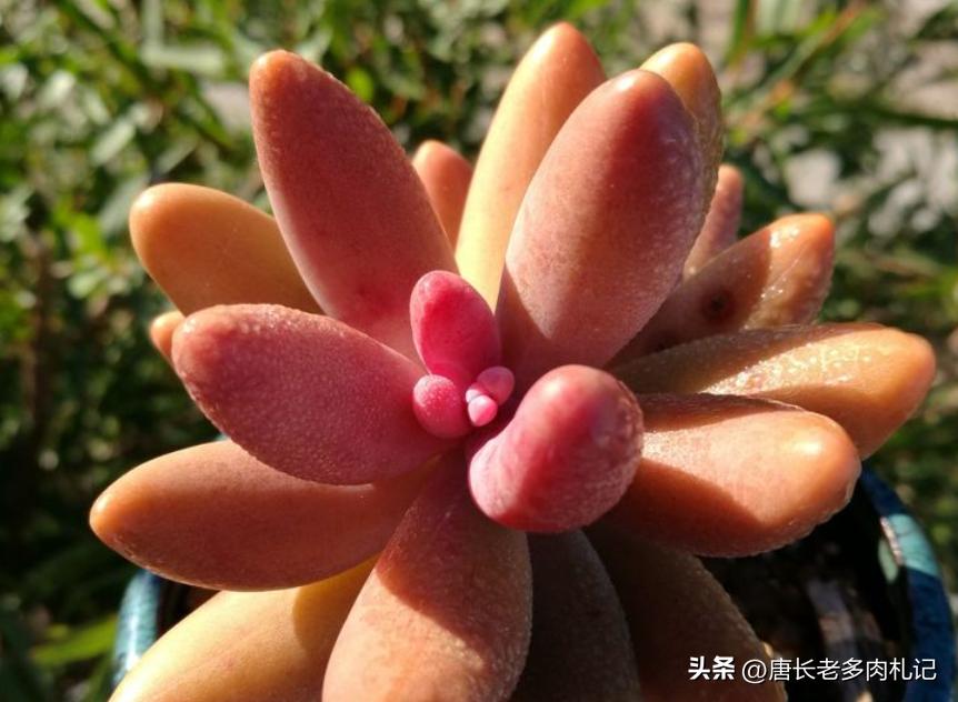 Succulent red fingers are several times easier to maintain than peach ...