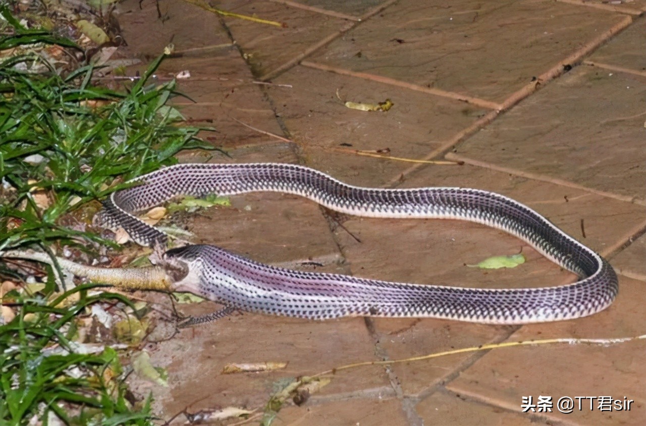 Incredible file snake, as a non-venomous snake, it can prey on black ...