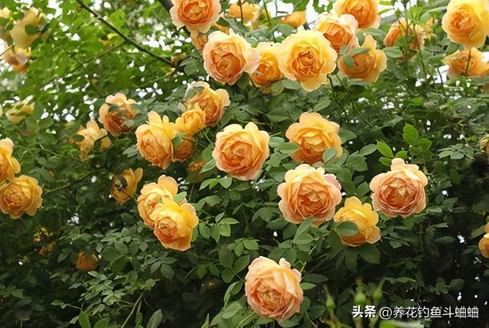 To raise roses in September, "secondary" pruning must be carried out ...