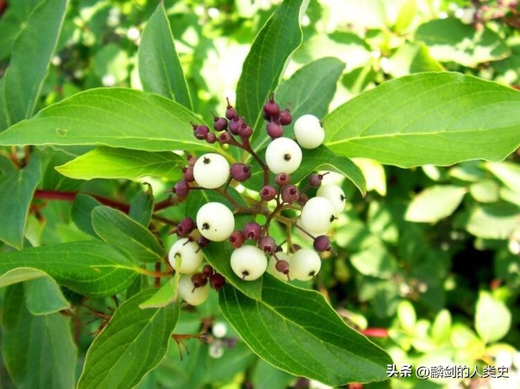 "The Complete Series of the Plant Kingdom" Dogwood - Dogwood Family ...