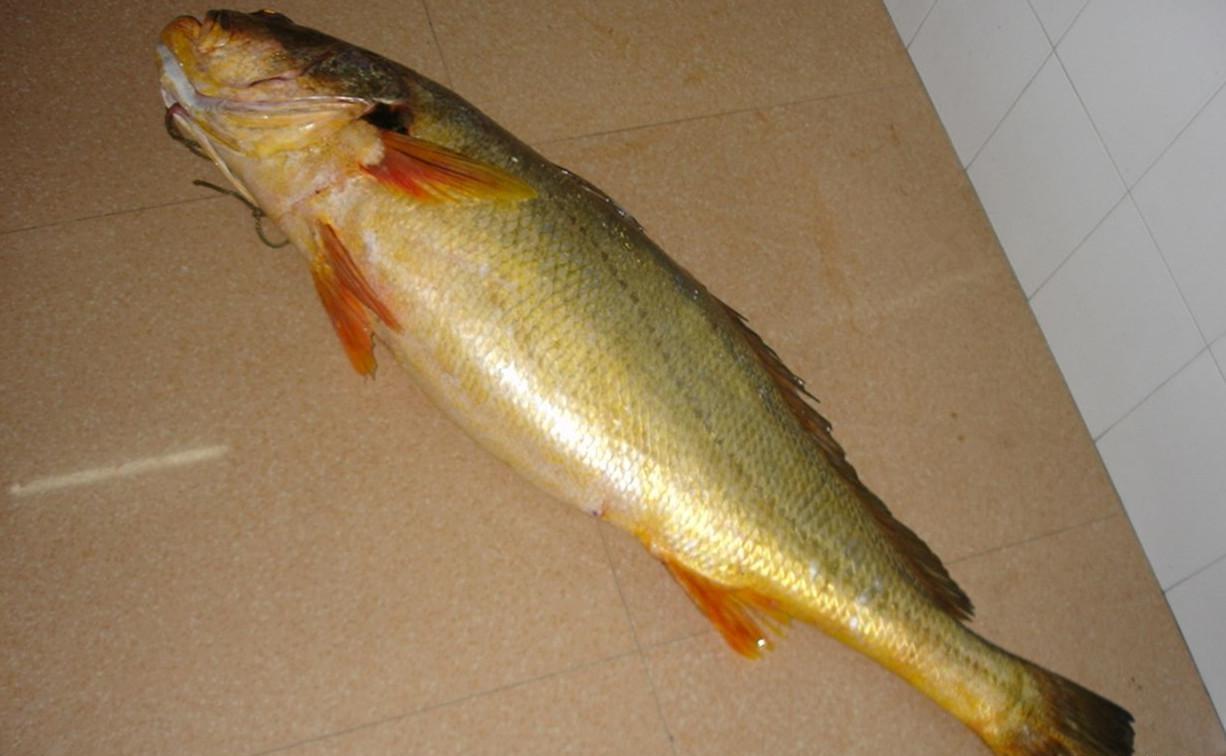 The "dead corner" of the Pearl River: rare fish are "thrown into a pot ...