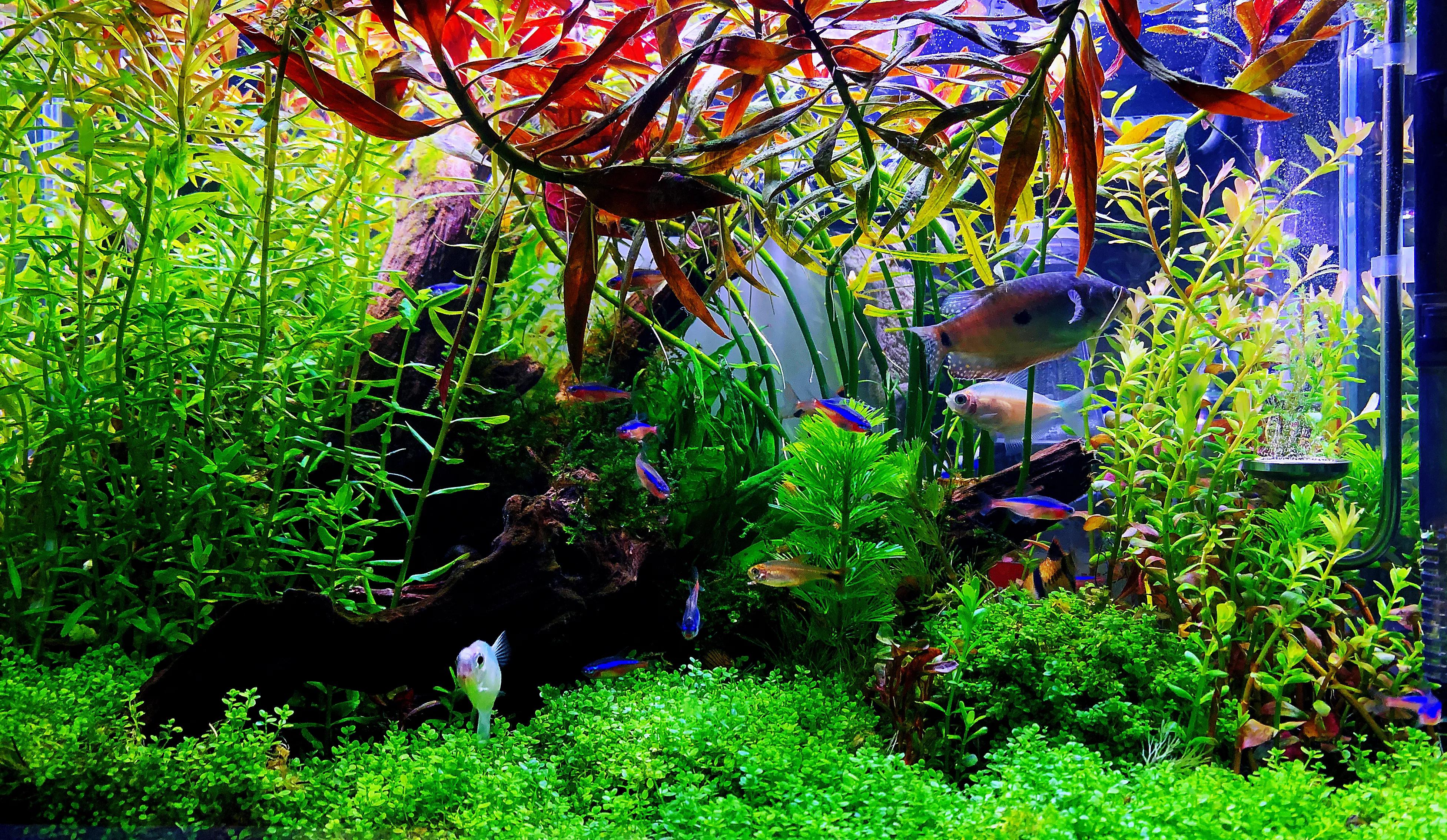 Take you to understand the family ecological grass tank - iNEWS