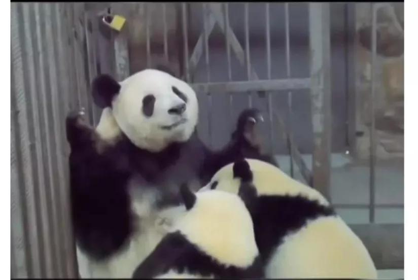 From Yuanyuan to Aibao: How does a panda mother breastfeed her baby ...