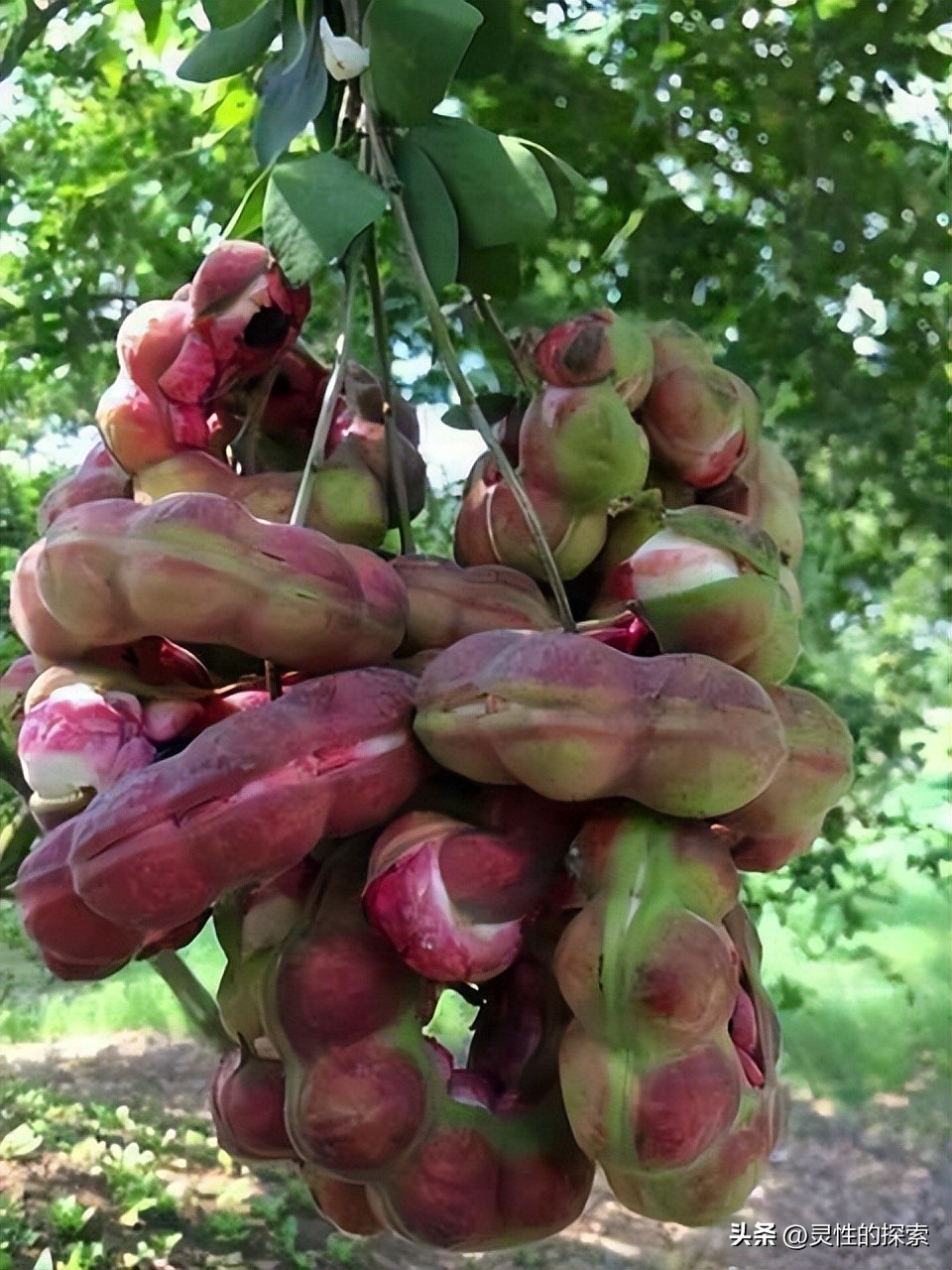 Aquatic Wonders: Water Chestnut Trees, Nourishing Palate, Enriching ...