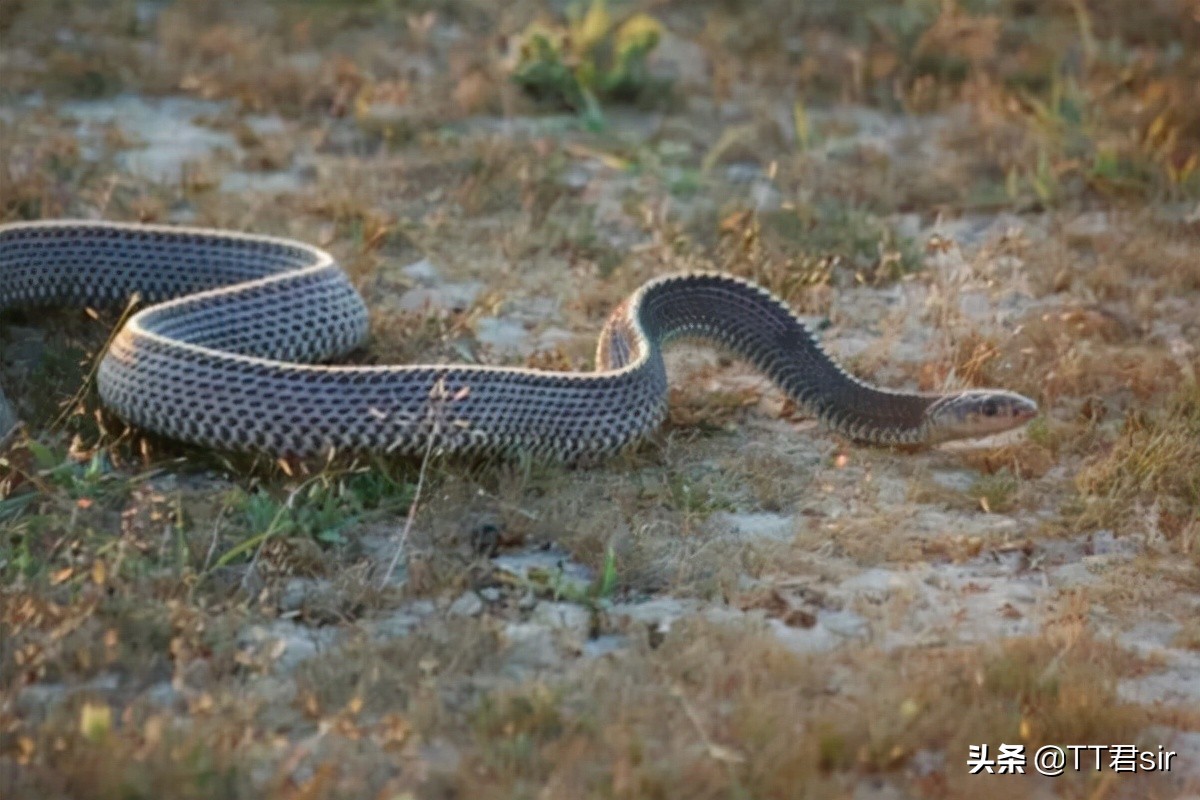 Incredible file snake, as a non-venomous snake, it can prey on black ...